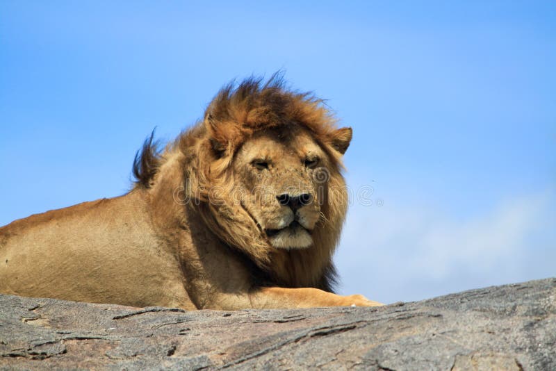 Low-angle View of a Barbary Lion Resting on the Stone with Its Eyes ...