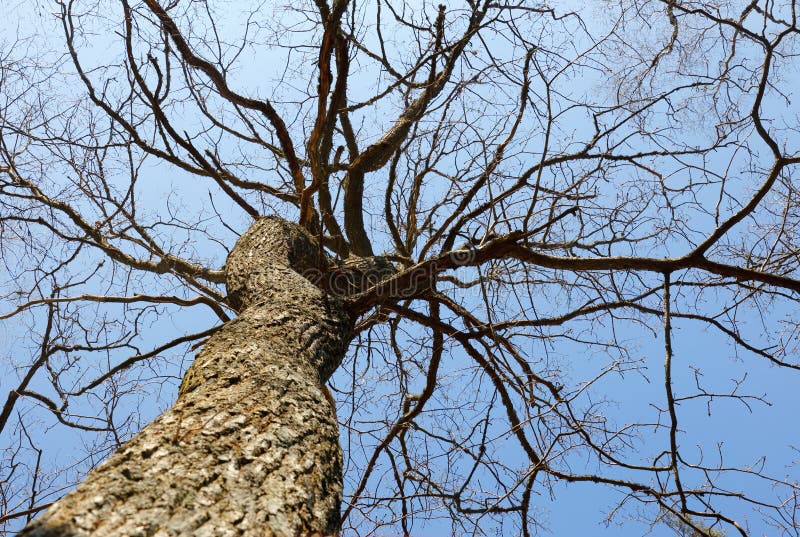 Tree trunk stock photo. Image of park, season, outdoor - 146586612