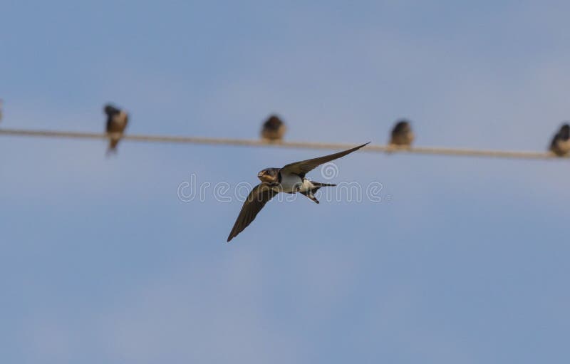Low-angle View of a Barn Swallow Flying with the Blue Sky Visible in ...