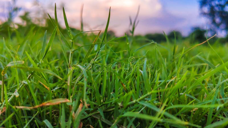 Low Angle View of Beautiful Green Grass Stock Image - Image of plant ...