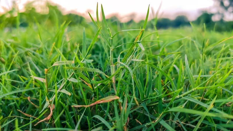 Low Angle View of Beautiful Green Grass Stock Photo - Image of outdoors ...