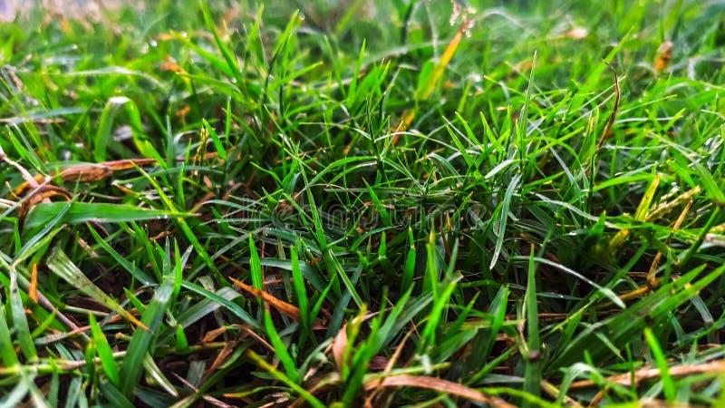Low Angle View of Beautiful Green Grass Stock Image - Image of plant ...