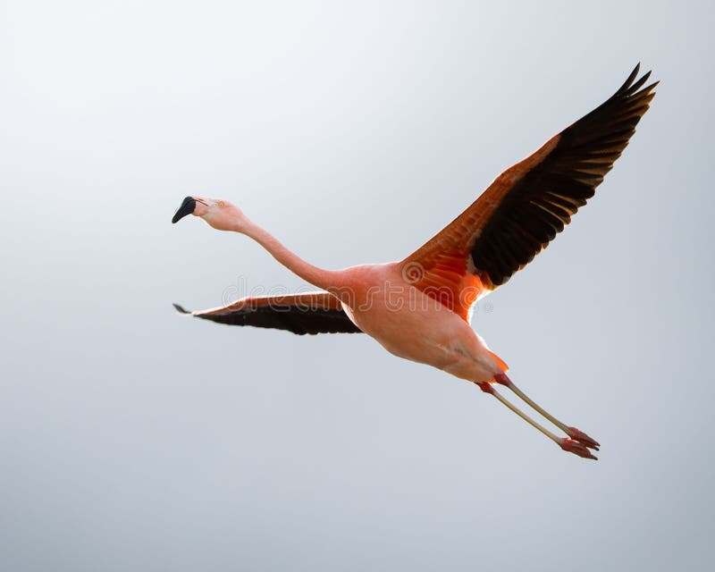 Low-angle View of a Beautiful Pink Flamingo Flying in the Air Stock ...