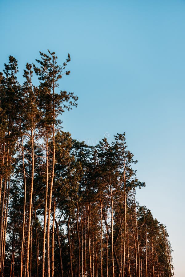Low Angle View of Beautiful Trees Against Majestic Blue Sky Stock Photo ...