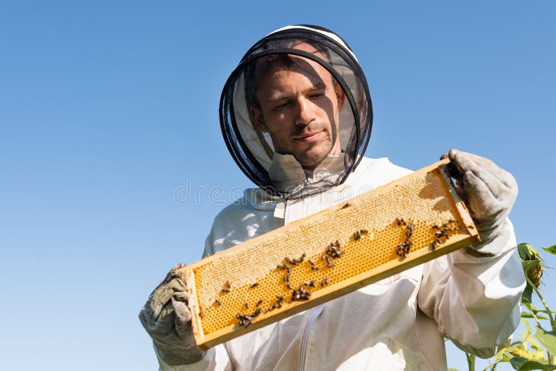 Low Angle View of Beekeeper in Stock Photo - Image of protective ...