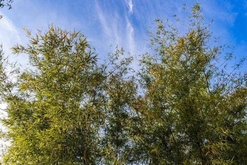 Low Angle View of the Big Bamboo Tree in the Sunny Day Stock Photo ...