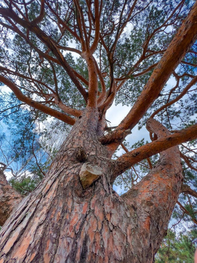 Low-angle View of a Big Tree with Branches in a Forest Stock Photo ...