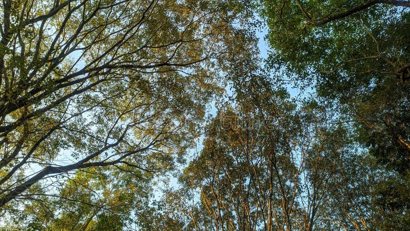Low Angle View of Big Trees and Blue Sky Background Stock Photo - Image ...