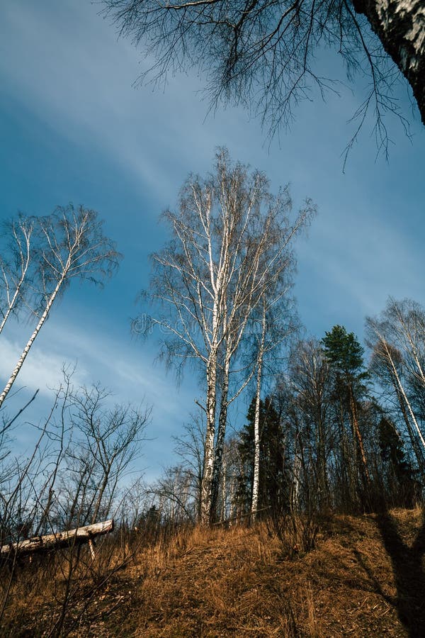 Birch Foreshortening Stock Photos - Free & Royalty-Free Stock Photos ...