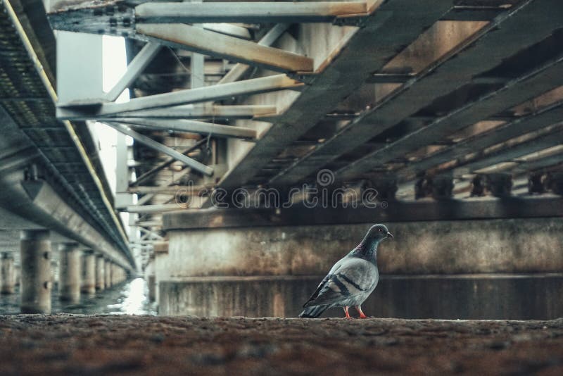Low Angle View of Bird Perching on Railing Under Bridge Stock Photo ...
