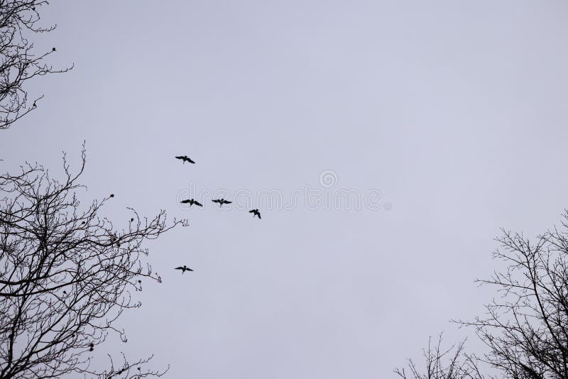 Low Angle View of Birds Flying Above Bare Trees Under a Cloudy Sky at ...