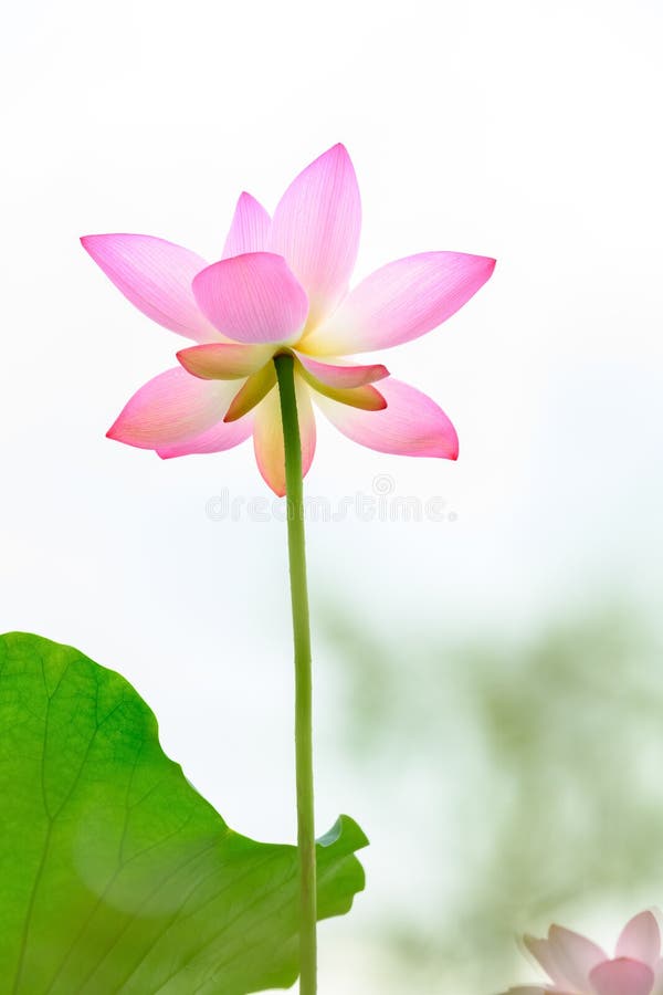 Low Angle View of Blooming Lotus Flower Vertical Composition Stock ...