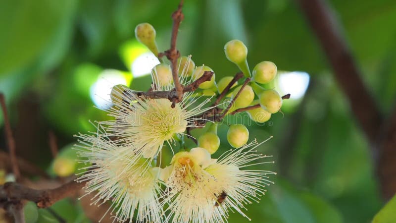 Low Angle View of Blooming Rose Apple Flower Moving in the Wind. Stock ...