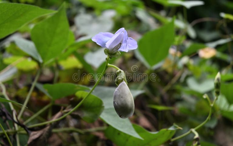 Blooming Winged Bean Flower Stock Photos - Free & Royalty-Free Stock ...