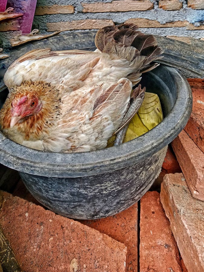 Low Angle View of a Brooding Chicken in a Pot Stock Photo - Image of ...
