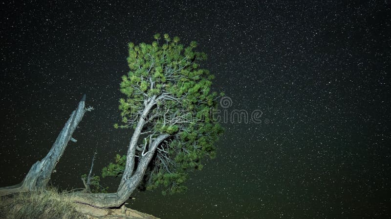 Low-angle View of a Bushy Tree with a Beautiful Starry Night in the ...