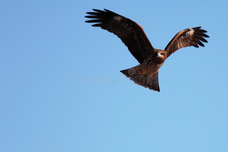 Low Angle View of a Buzzard Flying Under a Blue Sky in Winter in ...
