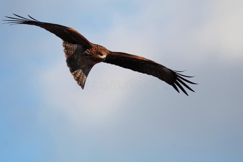Low Angle View of a Buzzard Flying Under a Cloudy Sky in Winter in ...