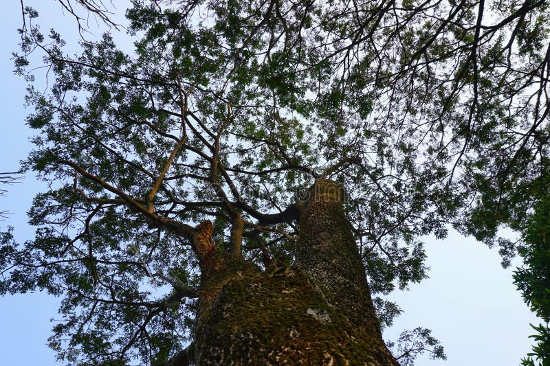 Looking Up at a Majestic, Tall Tree with a Thick Trunk and a Canopy of ...