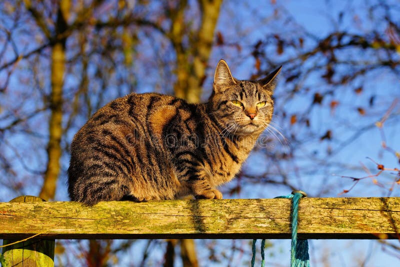 Low Angle View Of Cat On Tree Picture. Image: 92428533