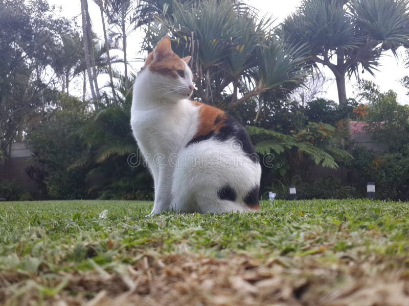 Its a cat from a low angle stock image. Image of background - 155481911