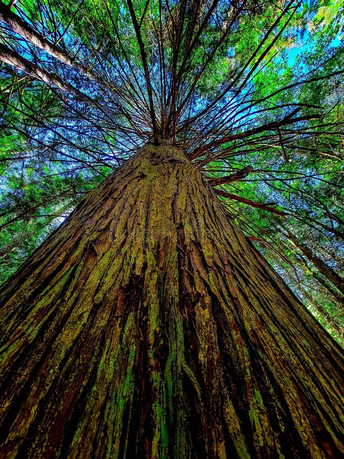 Low-angle View of a Cedar Tree Stem and Branches with Blue Sky in the ...