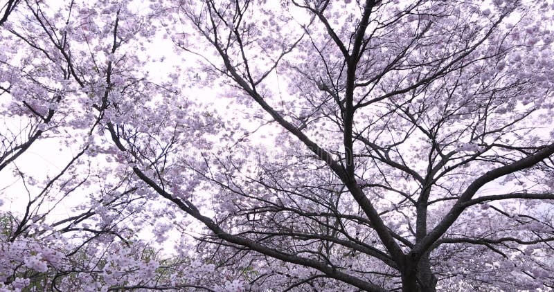 Low Angle View of Cherry Blossom on the Tree in Spring Time Stock ...