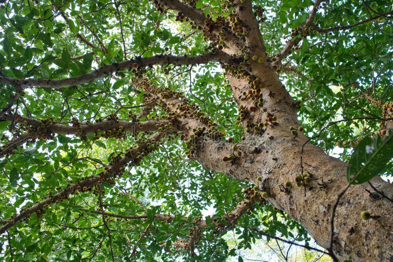 Low Angle View of a Cluster Tree Under the Sunlight at Daytime Stock ...