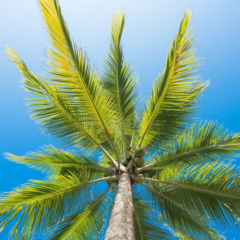View of Coconut Trees and Blue Sky Stock Photo - Image of grass ...