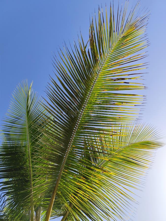 Low Angle View of Coconut Palm Tree Leaves in Clear Blue Sky Background ...