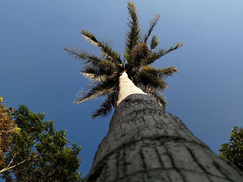 Low Angle View of Coconut Tree with Rough Bark Texture Tall Tropical ...
