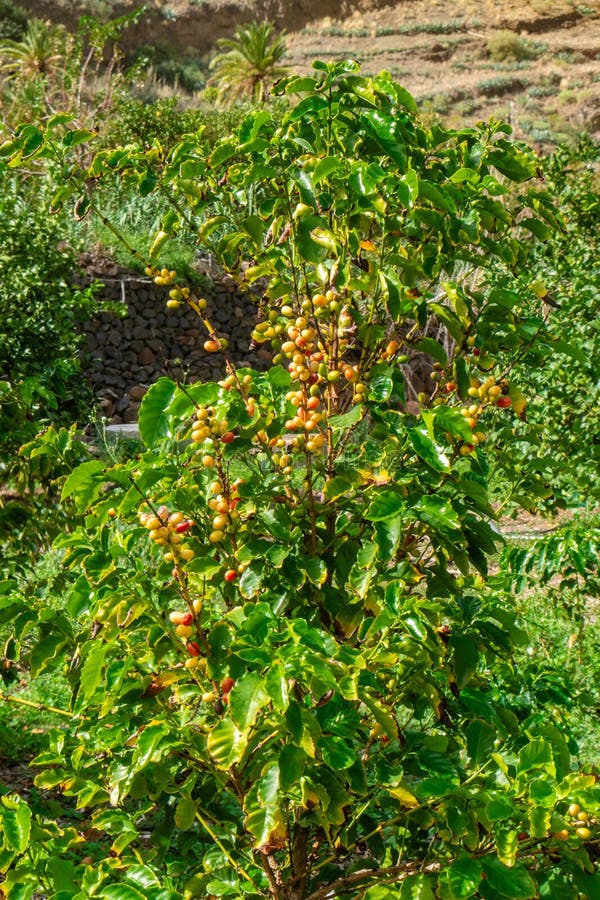 Low Angle View of Coffee Berries Growing on a Bush Tree in Tropical ...