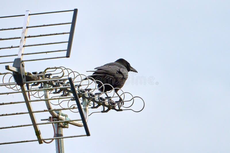 Low-angle View of a Common Raven Perching on the Electricity Column ...