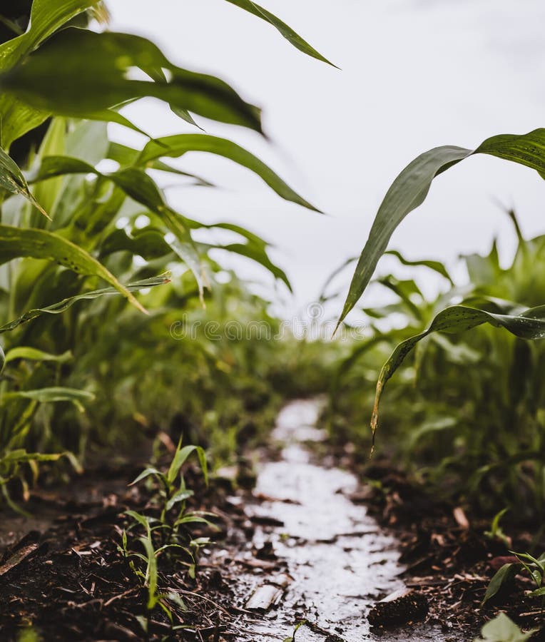 Low Angle View between Corn Rows after an Intense Rainstorm with ...