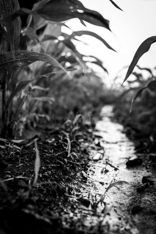 Low Angle View Corn Rows Intense Rainstorm Standing Puddles Water Stock ...