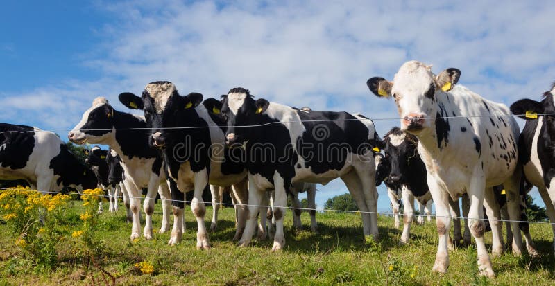 Low Angle View of Cows at Farm Stock Photo - Image of grass, landscape ...