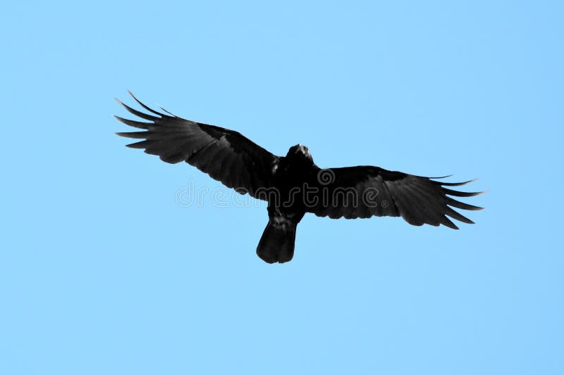 Low-angle View of a Crow Flying with Wide Opened Wings in the Blue Sky ...