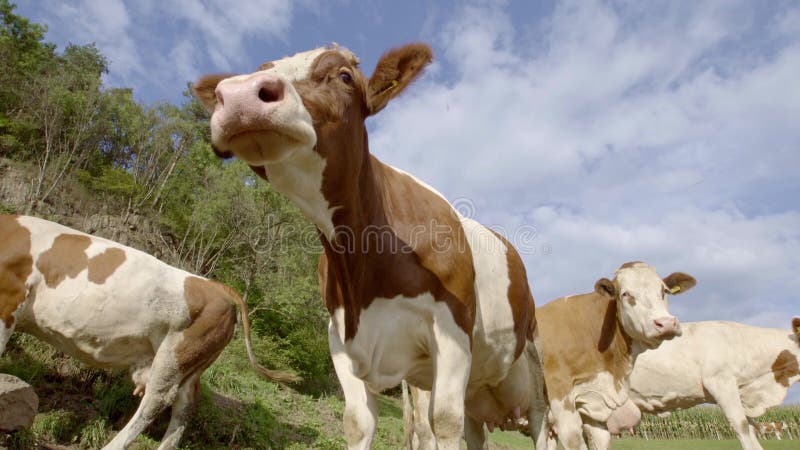 Low Angle View of Curious Cows Looking into Camera, 4 Cows Stand Behind ...