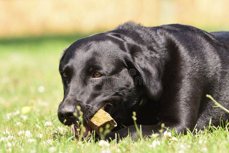 Black Labrador Lying on the Grass while Chewing a Stone Stock Photo ...
