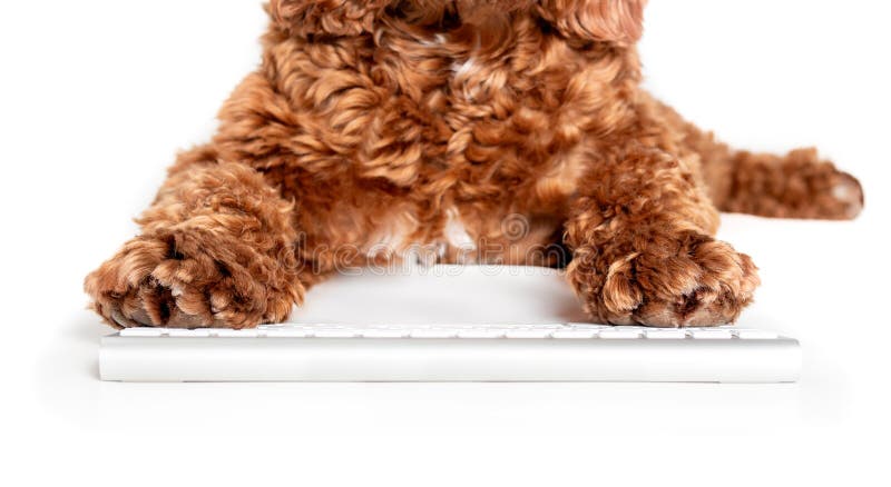 Dog Using Computer Keyboard. Stock Image - Image of humans, computer ...