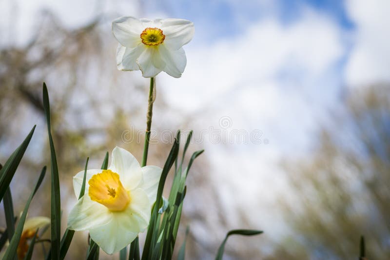 Low Angle View of Daffodil Flower in Spring Stock Photo - Image of ...