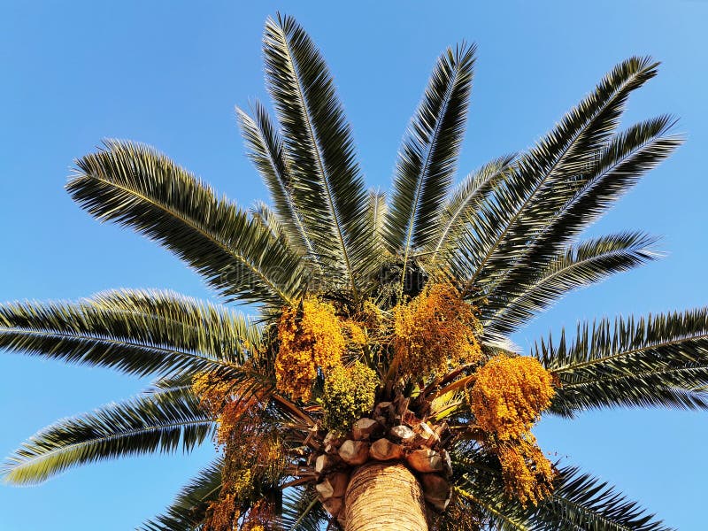 Low Angle View of the Date Tree Leaves in the Blue Sky Background Stock ...