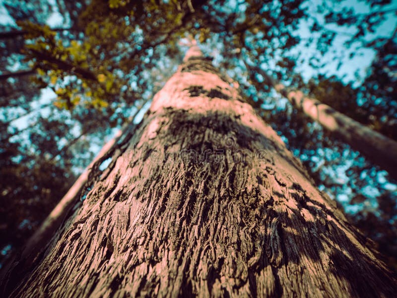 Low Angle View of Dense Trees Stock Image - Image of ecology, angle ...