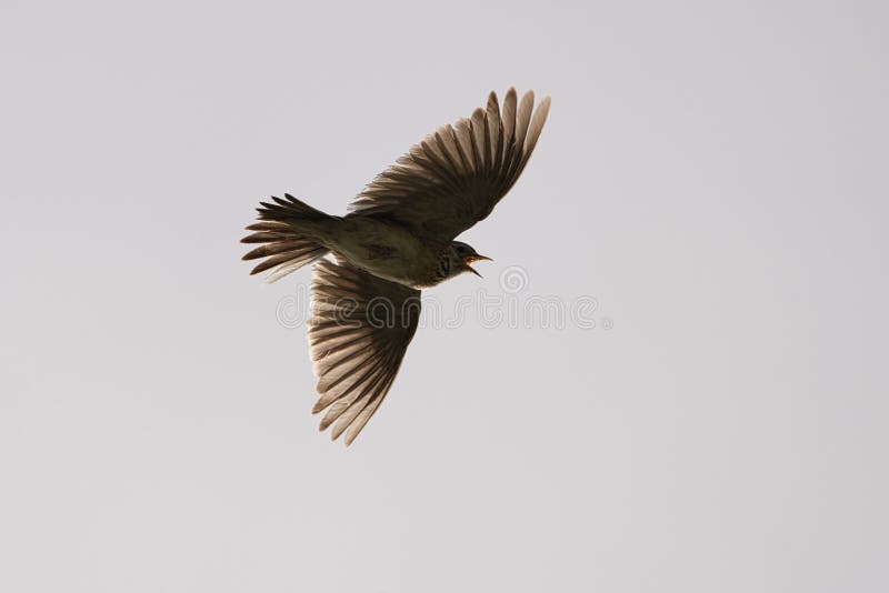 Low Angle View of a Eurasian Skylark Bird Mid Flight Stock Image ...
