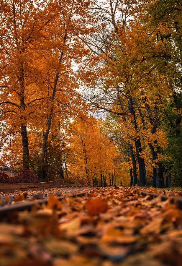 Low Angle View of Fall Foliage in a Calgary Park Stock Photo - Image of ...