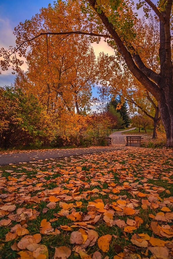 Low Angle View in a Fall Park Stock Image - Image of nature, canada ...
