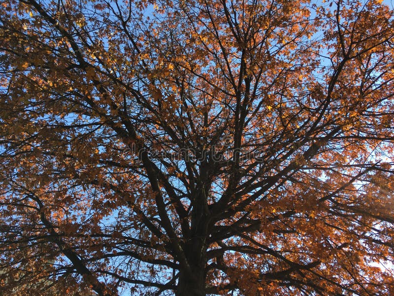 Fall foliage in the swamps stock photo. Image of beauty - 102247652