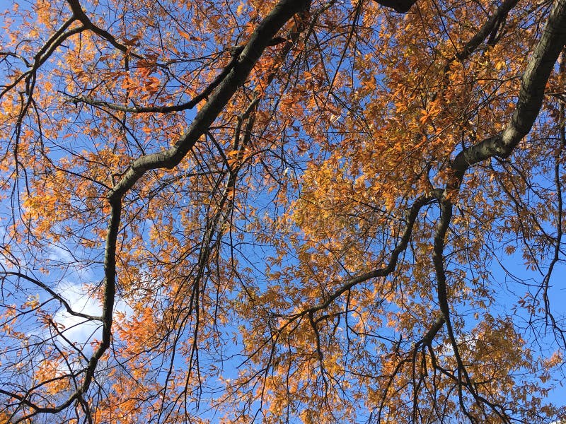 Low Angle View of Fall Leaves Stock Image - Image of life, orange: 81750541