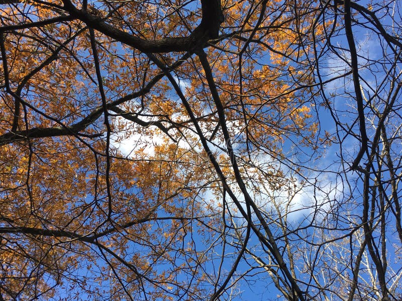 Low Angle View of Fall Leaves Stock Photo - Image of leaves, landscape ...