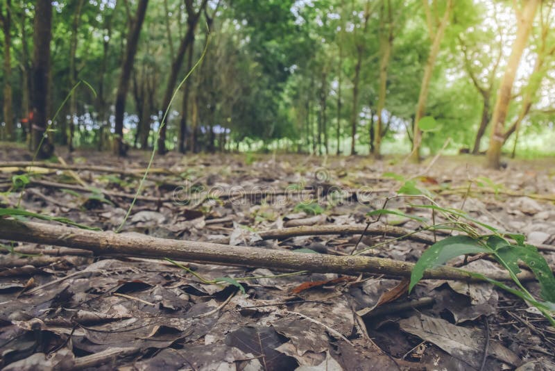Low Angle View of Fallen Areas on the Ground. Stock Photo - Image of ...